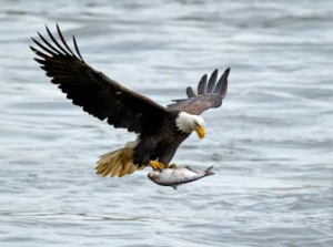 American Animals: List of Common Animals that Live in the America ...