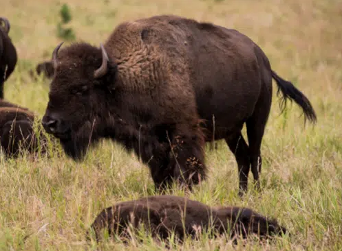 American Animals: List of Common Animals that Live in the America ...