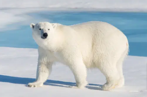 American Animals: List of Common Animals that Live in the America ...