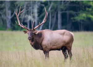 American Animals: List of Common Animals that Live in the America ...