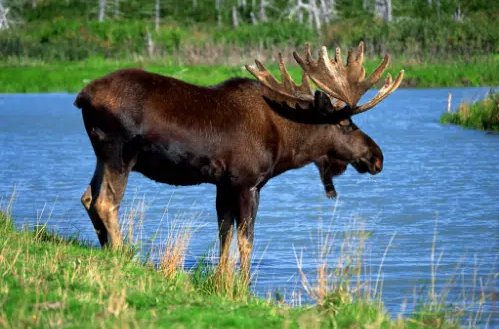 American Animals: List of Common Animals that Live in the America ...