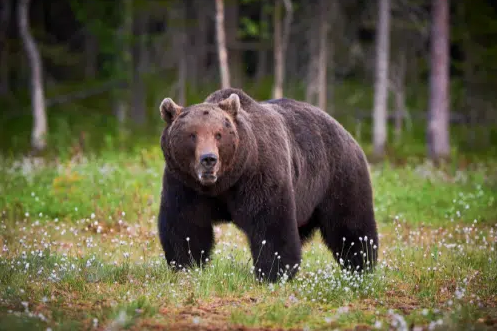 American Animals: List of Common Animals that Live in the America ...