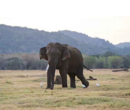 Asian Animals: List of Remarkable Animals that Live in Asia - English Saga