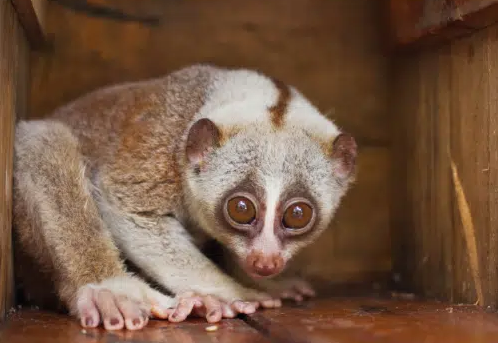 Asian Animals: List of Remarkable Animals that Live in Asia - English Saga