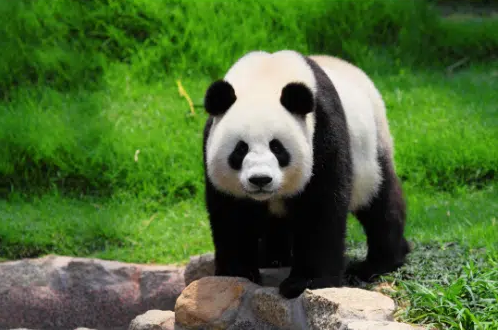 Asian Animals: List of Remarkable Animals that Live in Asia - English Saga