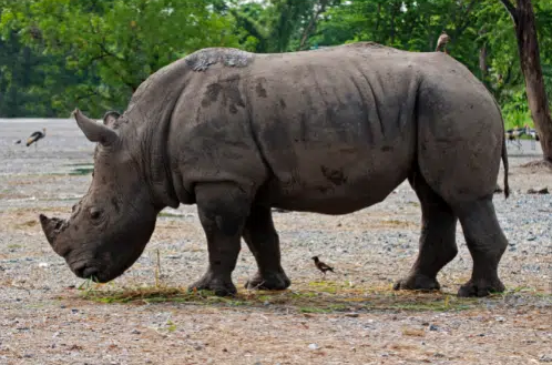 Asian Animals: List of Remarkable Animals that Live in Asia - English Saga