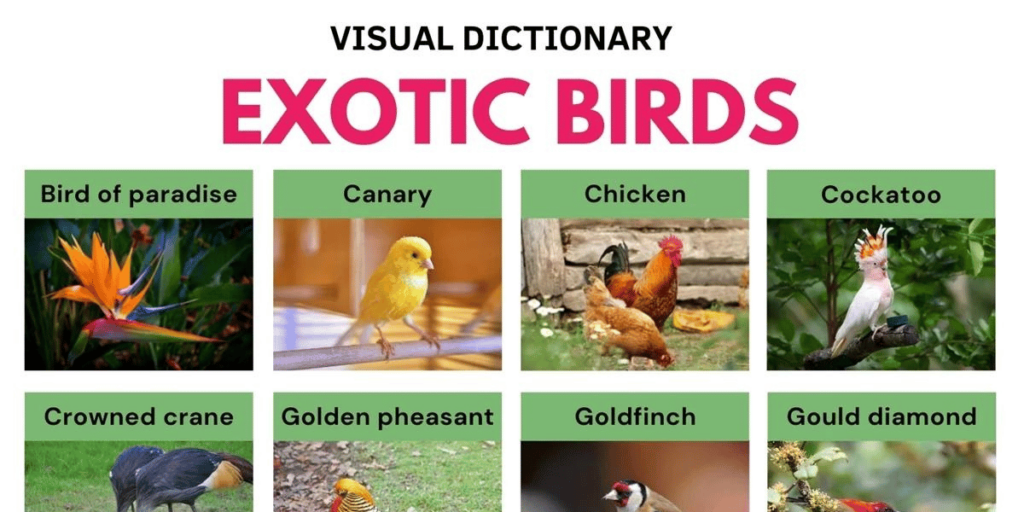 Exotic Birds | List of 25+ Exotic Birds and Fun Facts about Them ...