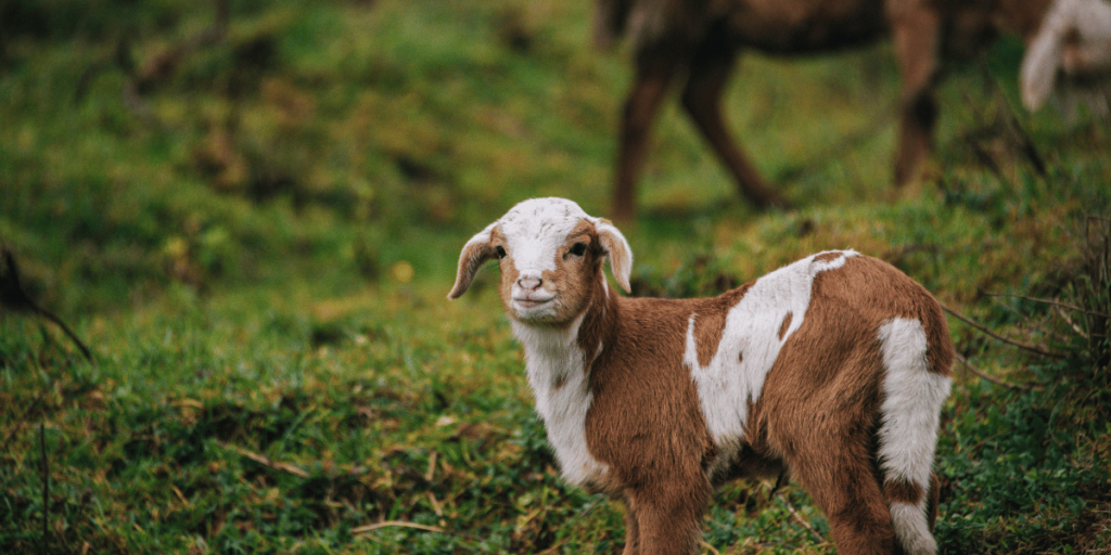 Mountain Animals | List of Animals that Live in the Mountain with Facts ...