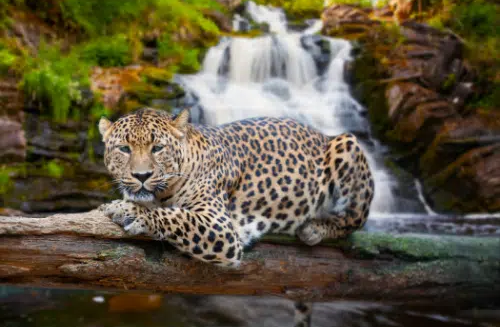 List of Sensational Tropical Rainforest Animals with their Facts ...