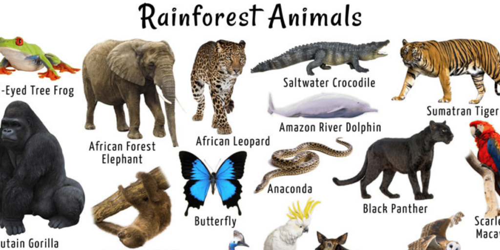 List of Sensational Tropical Rainforest Animals with their Facts ...