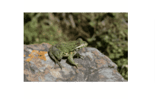 126 Cool Animals That Start with I | List of Animals Beginning with I ...