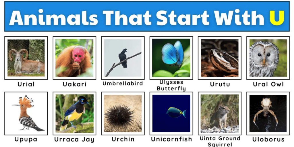 287 Animals that Start with P | List of Animals Beginning with P ...