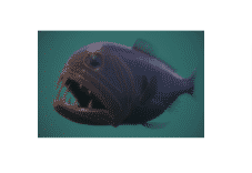 220 Animals that Start with F | List of Animals Beginning with F ...