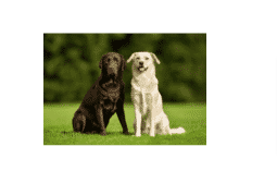 228 Animals that Start with L | List of Animals Beginning with L ...