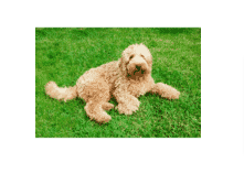 228 Animals that Start with L | List of Animals Beginning with L ...