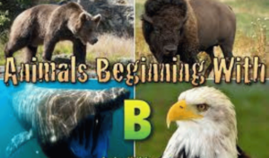 233 Animals that Start with B | List of Animals Beginning with B ...