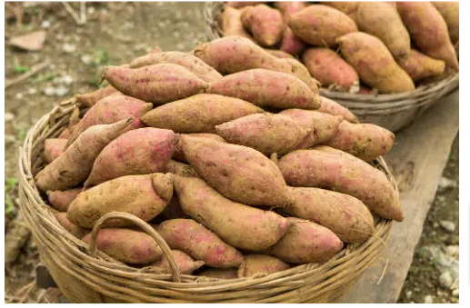 33 Common Foods that Start with Y with Pictures - English Saga
