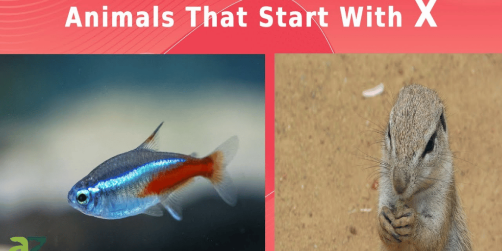 11 Cool Animals that Start with X | Animals Beginning with X with ...