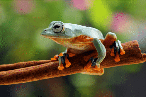 Amphibians: List of Amphibians with Interesting Facts - English Saga